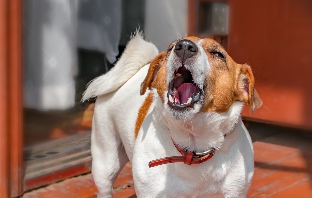 Barking mad? | Waitaki District Council