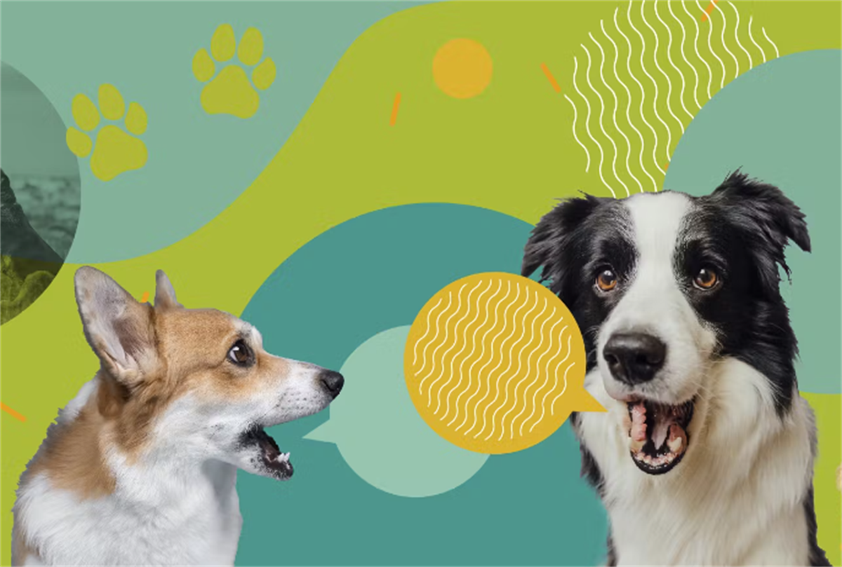 Draft Dog Bylaw and Dog Control Policy unleashed for consultation ...